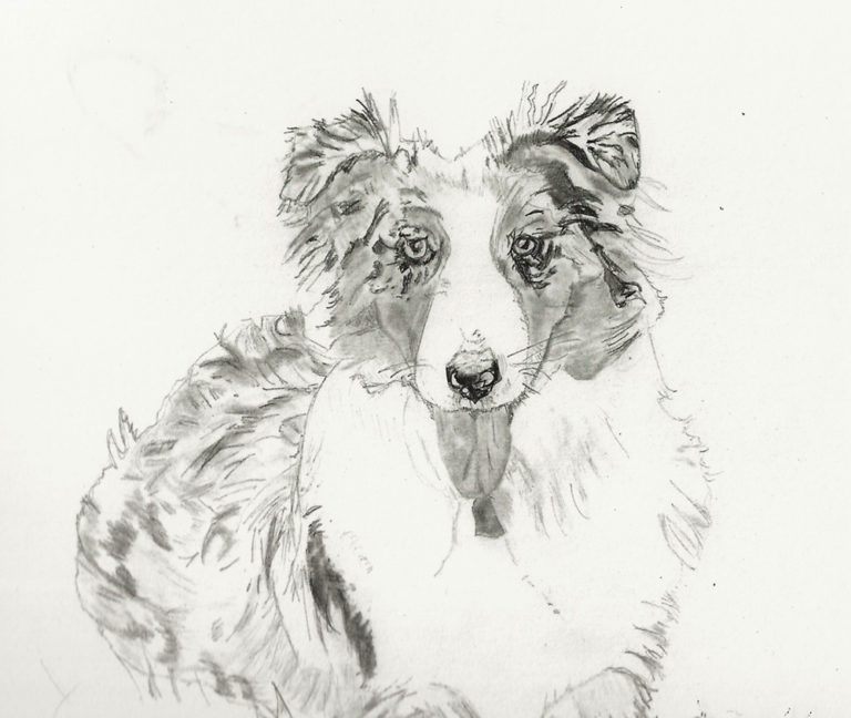 Collie - Pencil, in Drawings