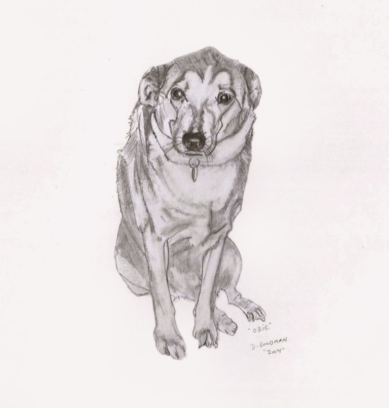 Yellow Lab - Pencil, in Drawings